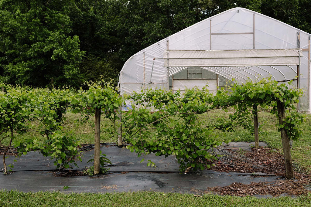 You Are What You Eat – Good Grit Magazine